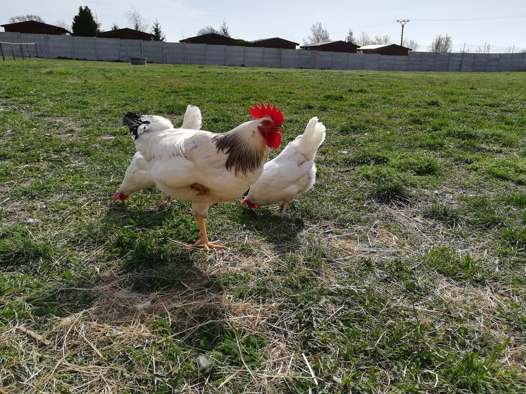 Moravský statok Strachotín - Strachotín