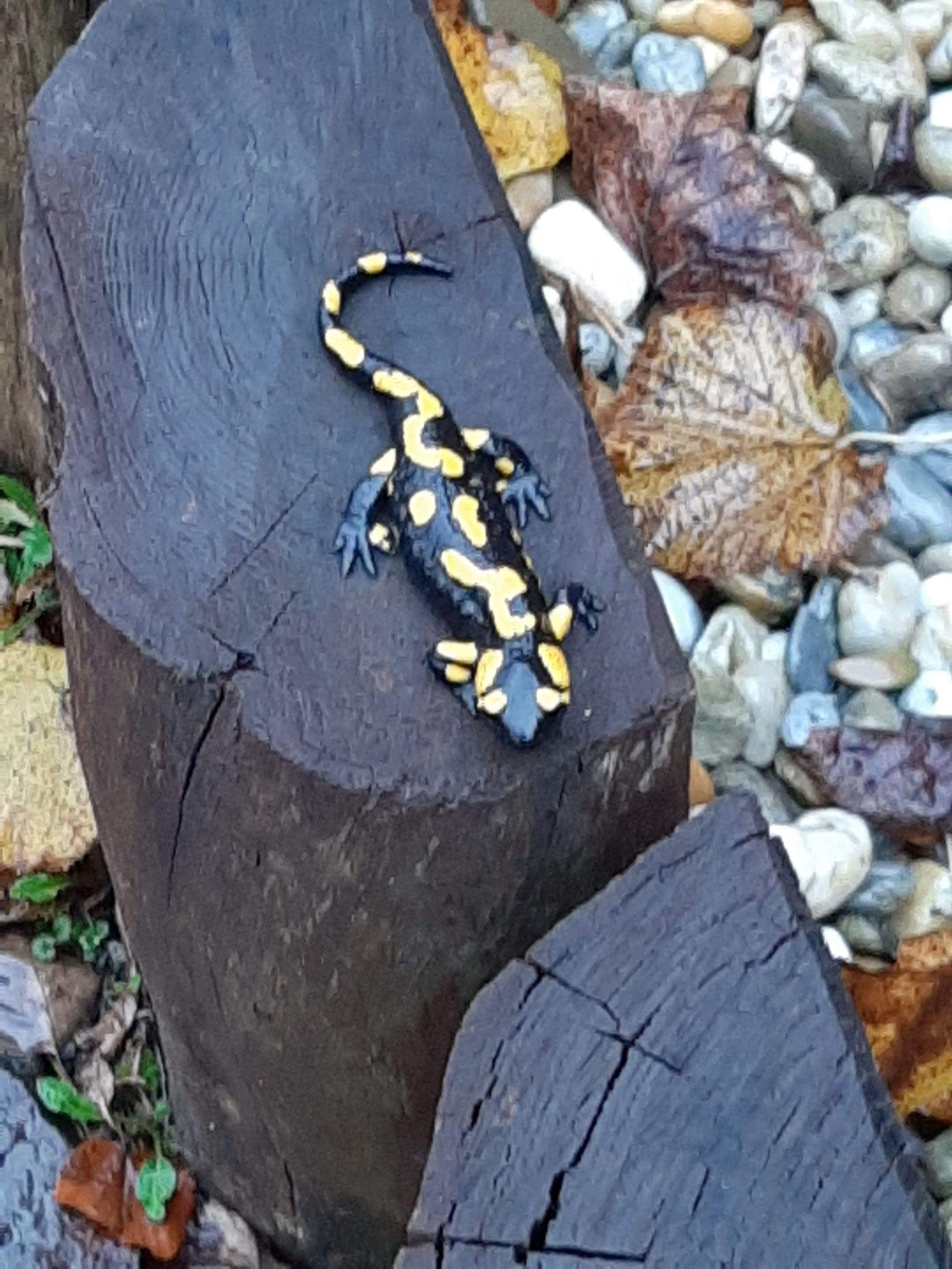 Chata Lienka - Oščadnica